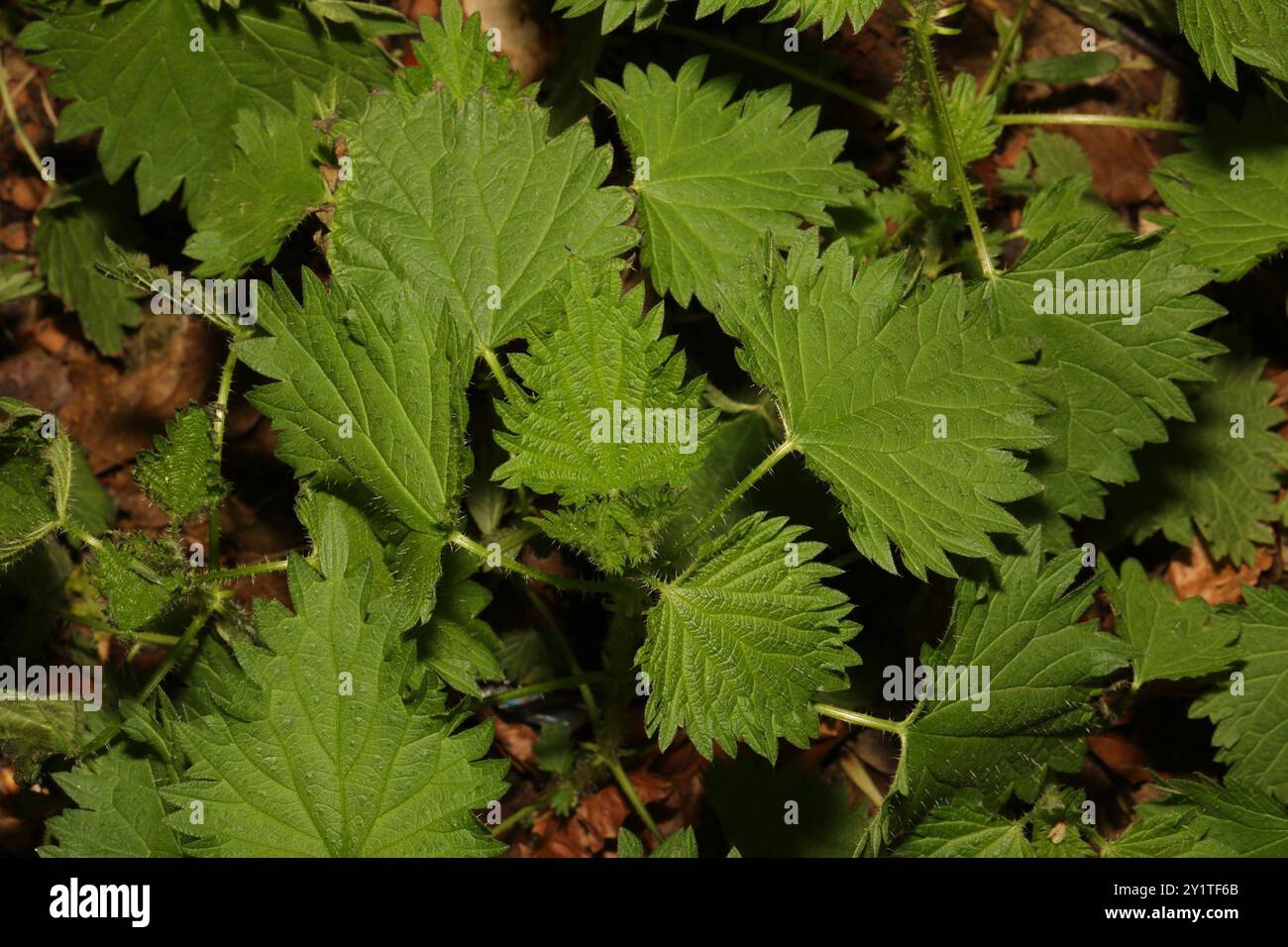 great stinging nettle (Urtica dioica) Plantae Stock Photo - Alamy