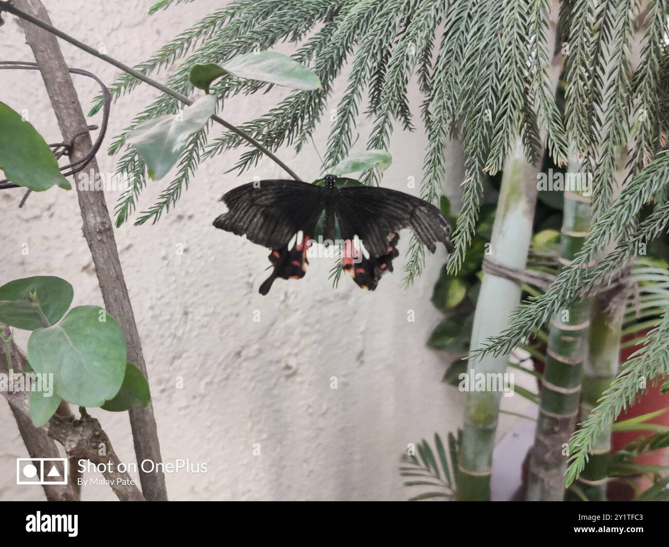 Common Mormon Swallowtail (Papilio polytes) Insecta Stock Photo - Alamy