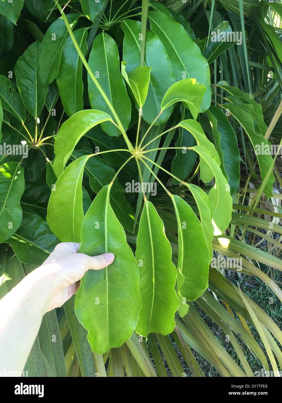 Australian Umbrella Tree (Heptapleurum actinophyllum) Plantae Stock ...
