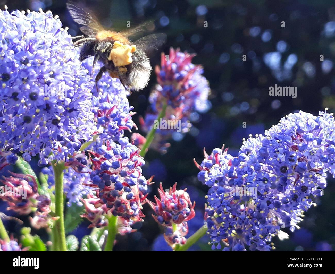 Tree Bumble Bee (Bombus hypnorum) Insecta Stock Photo - Alamy