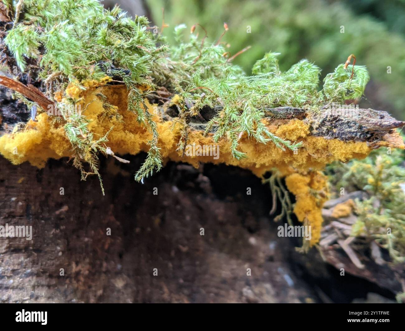 true slime molds (Myxomycetes) Protozoa Stock Photo - Alamy