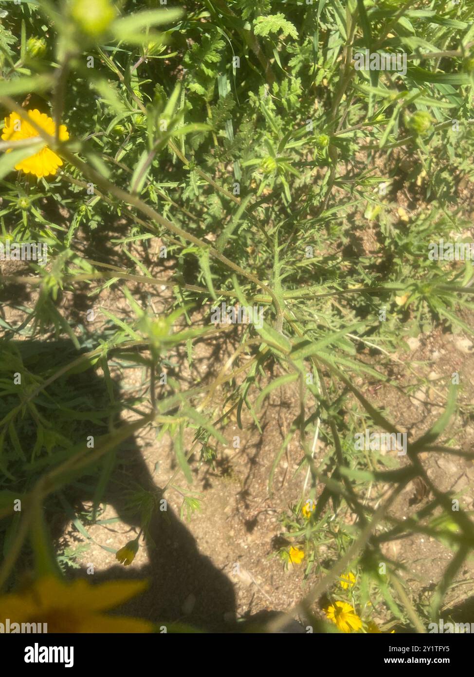 Common Madia (Madia elegans) Plantae Stock Photo - Alamy