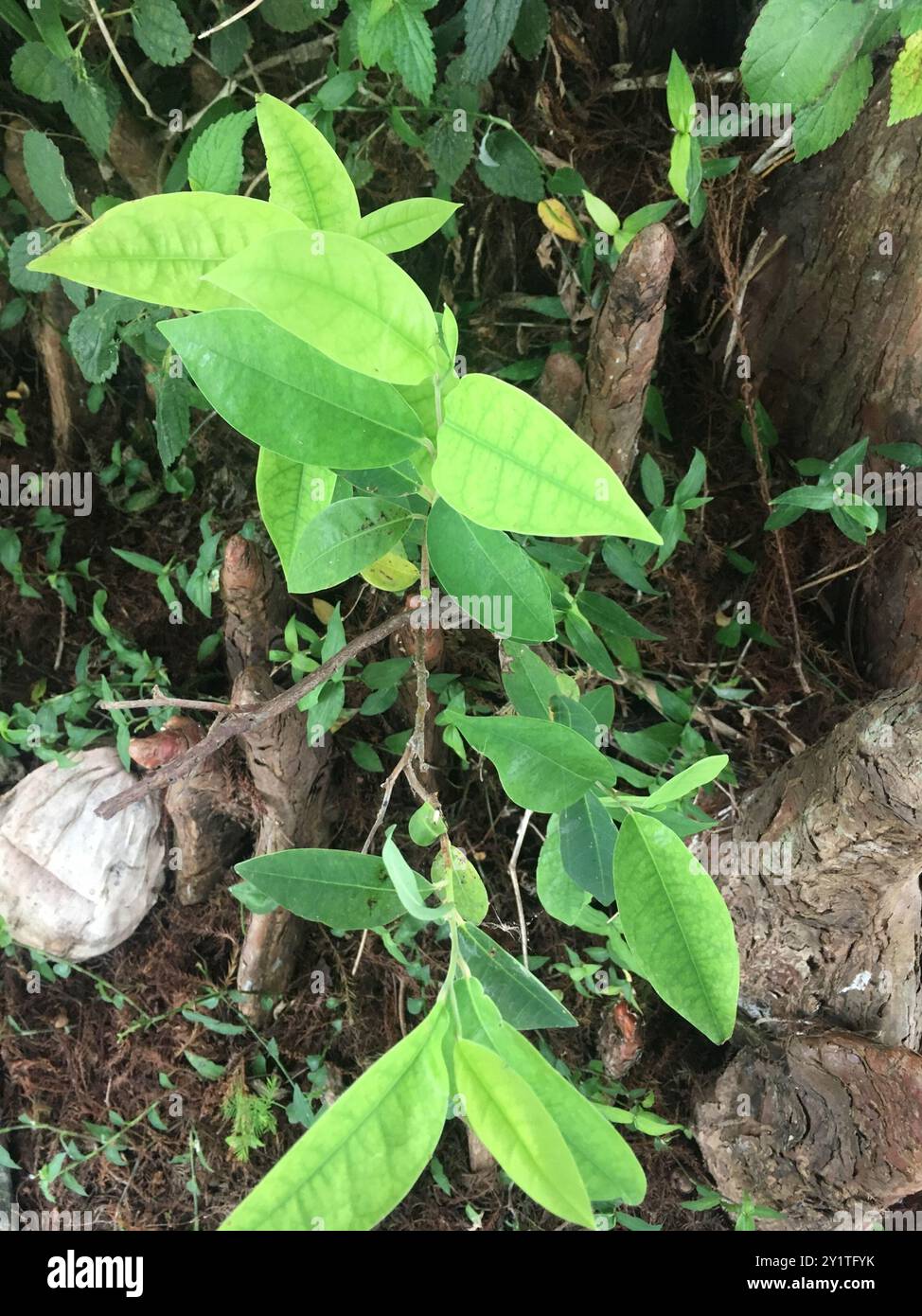 Pond Apple (Annona glabra) Plantae Stock Photo - Alamy