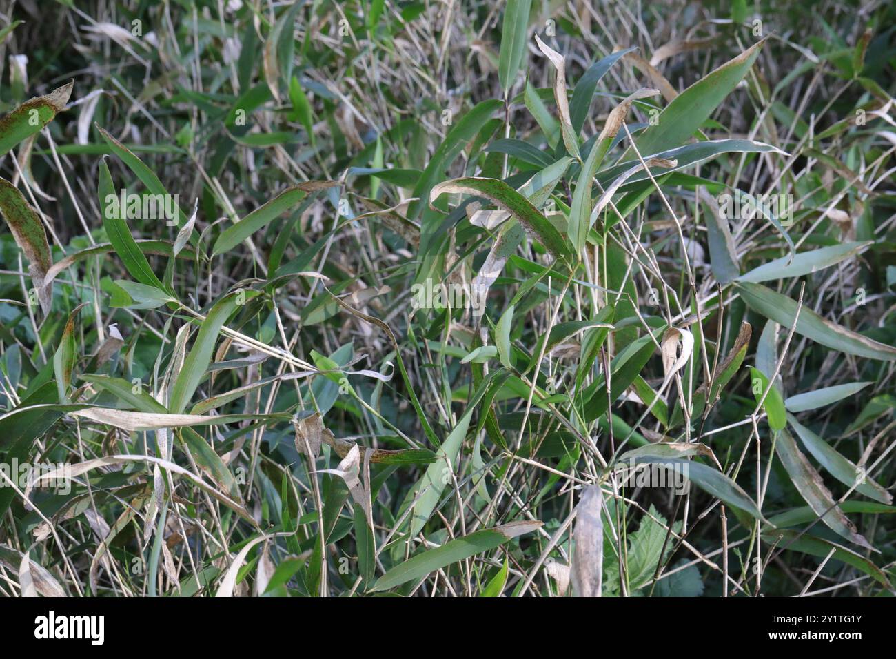 Arrow Bamboo (Pseudosasa japonica) Plantae Stock Photo - Alamy