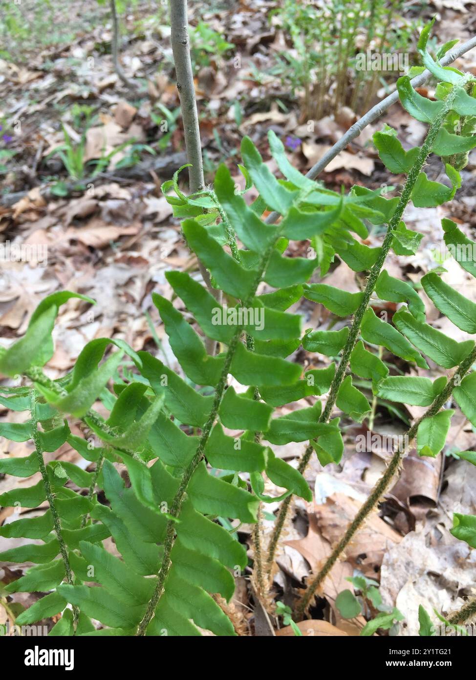 Christmas fern (Polystichum acrostichoides) Plantae Stock Photo - Alamy