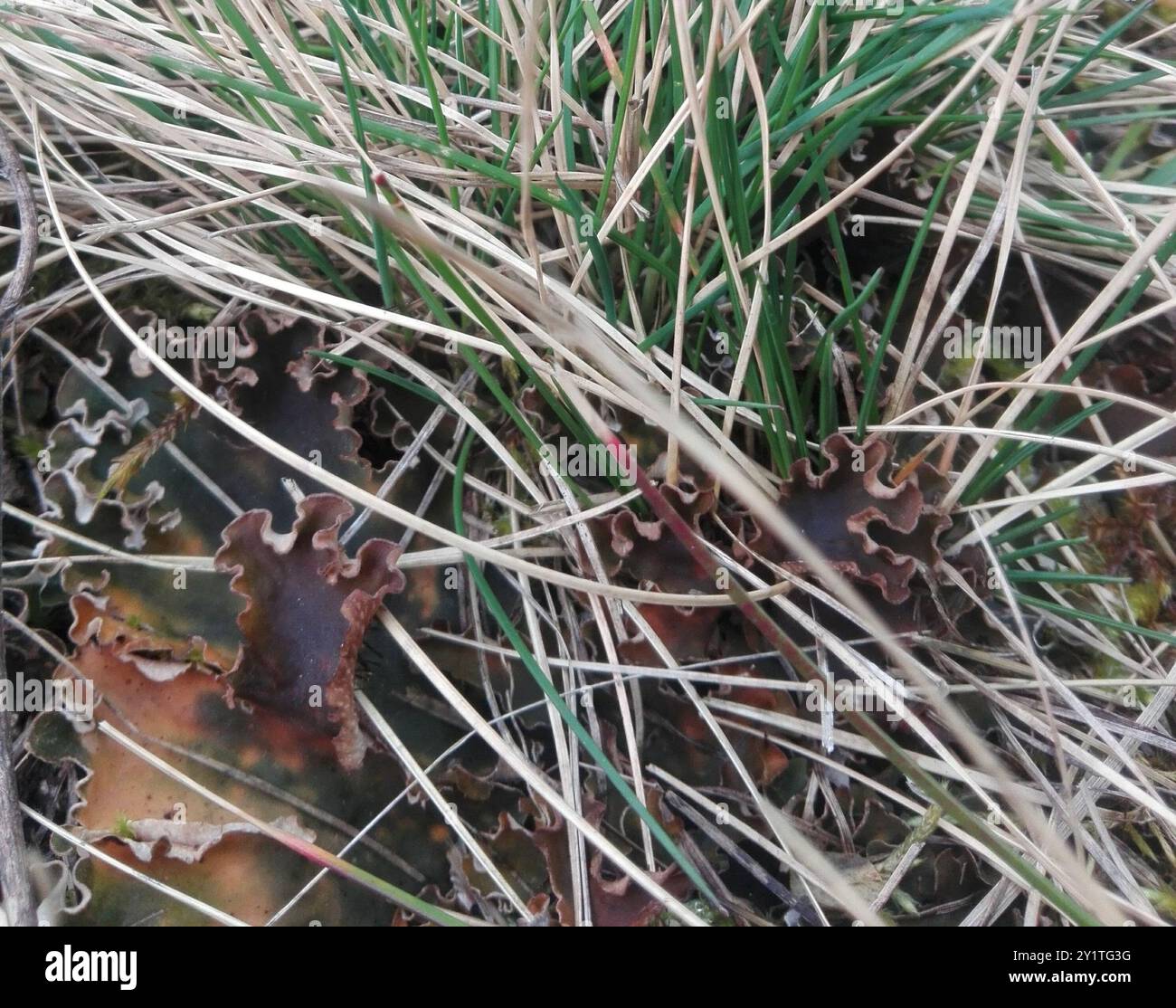 many-fruited pelt lichen (Peltigera polydactylon) Fungi Stock Photo - Alamy