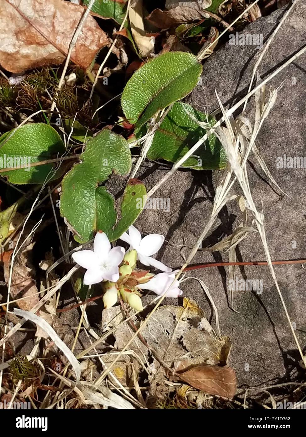trailing arbutus (Epigaea repens) Plantae Stock Photo - Alamy