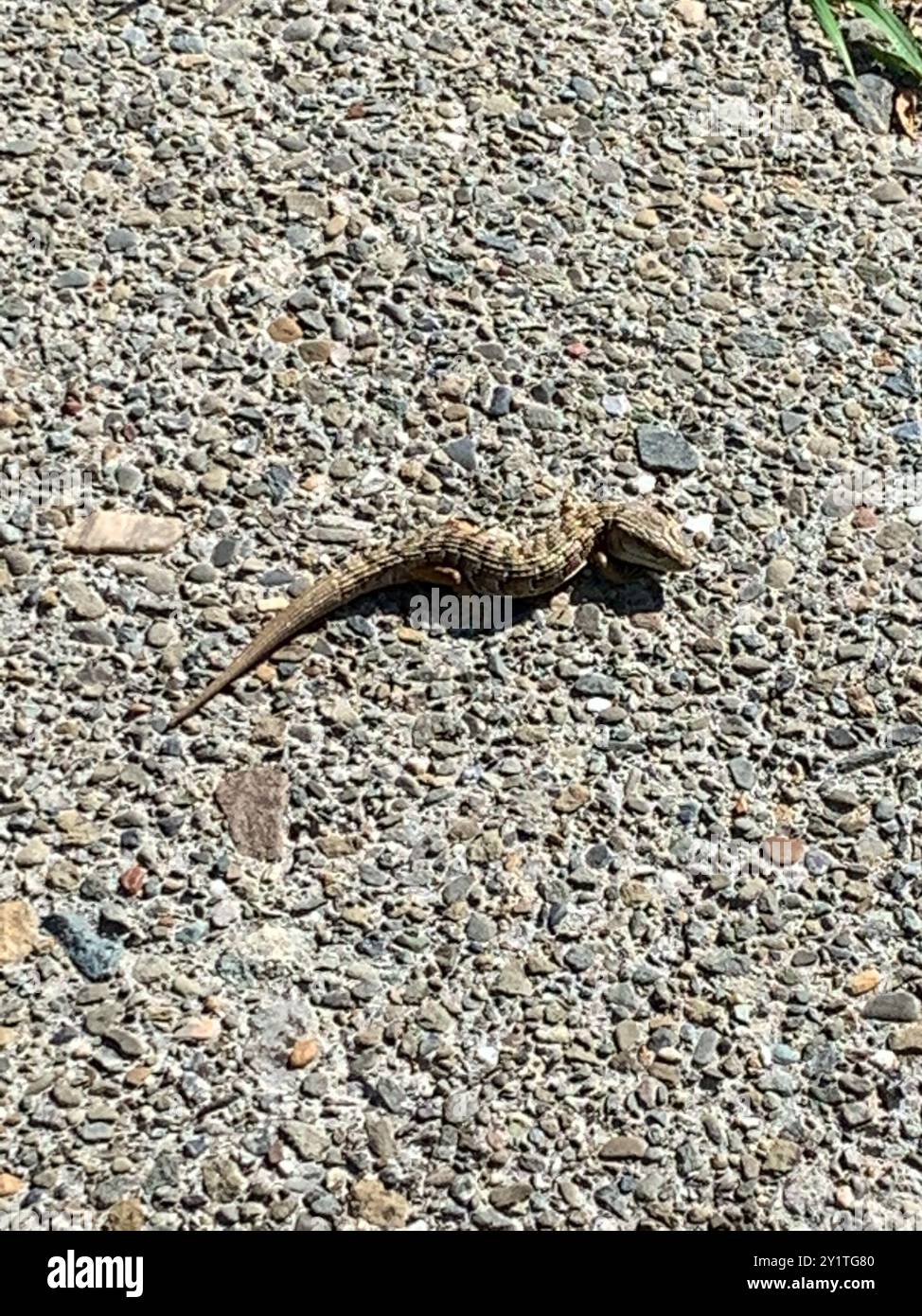 Western Alligator Lizards (Elgaria) Reptilia Stock Photo - Alamy
