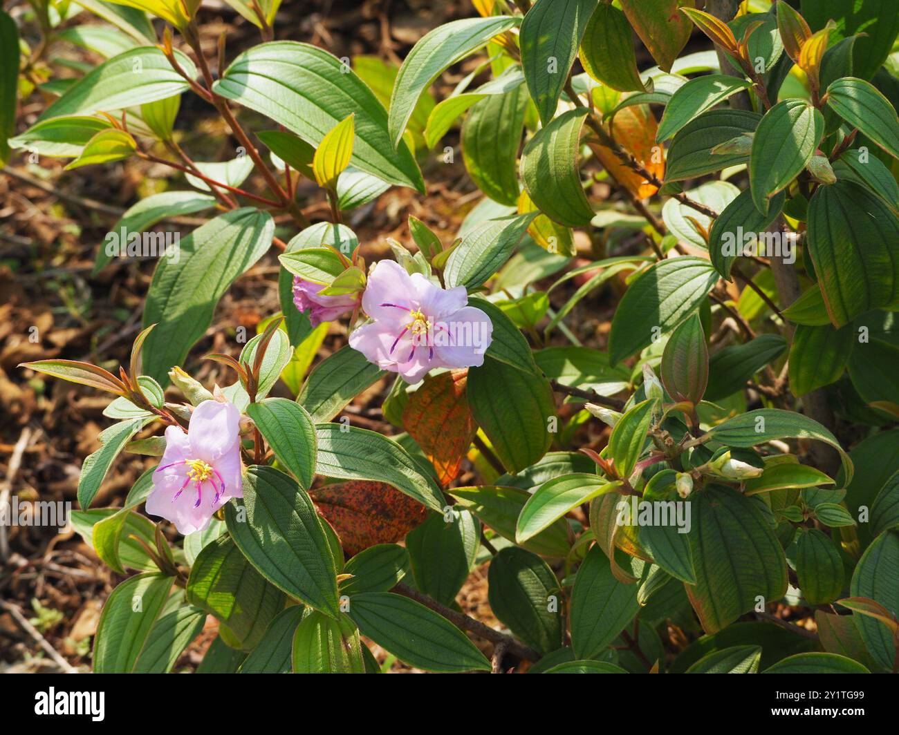 Common Melastoma (Melastoma candidum) Plantae Stock Photo - Alamy