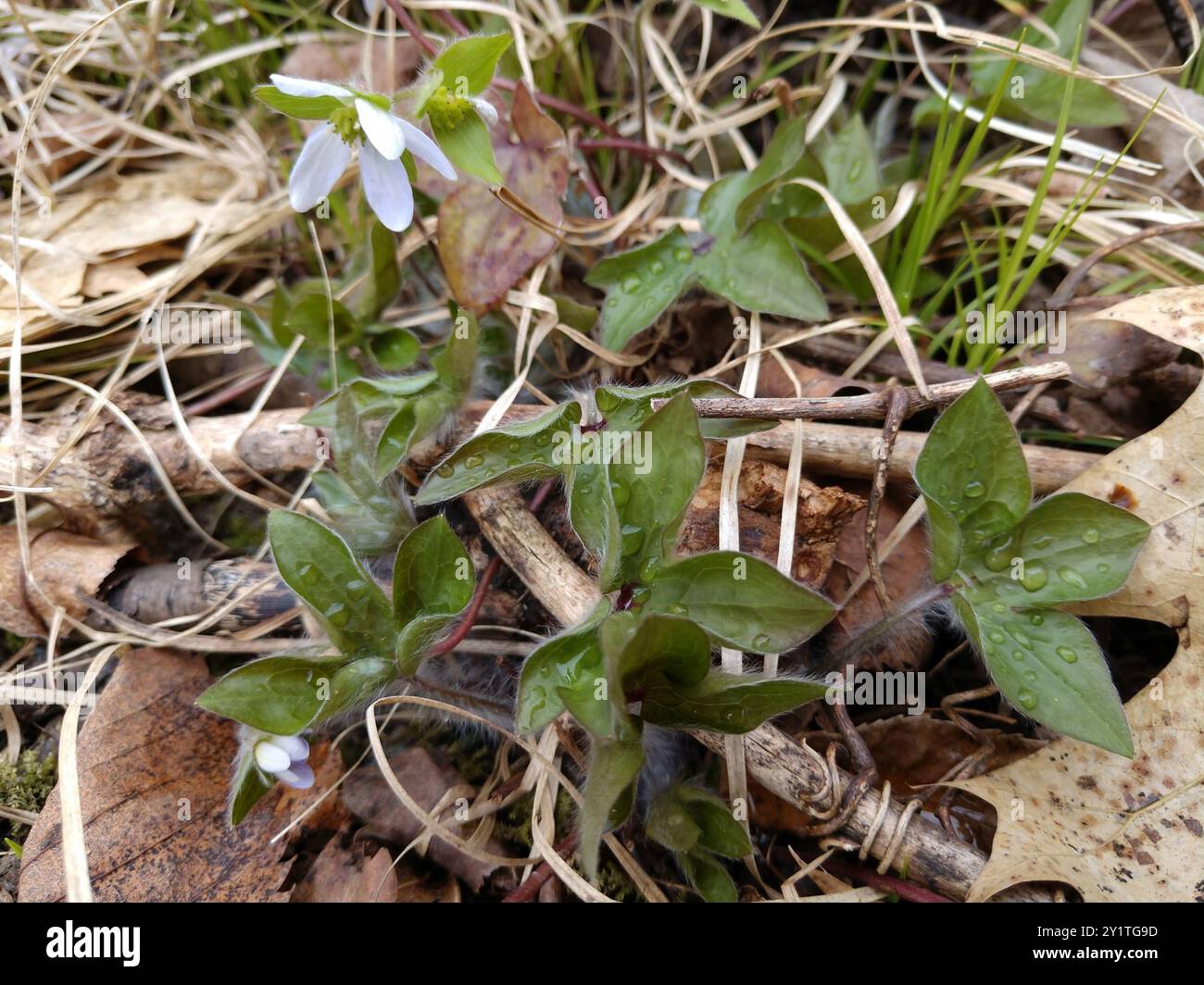 sharp-lobed hepatica (Hepatica acutiloba) Plantae Stock Photo - Alamy