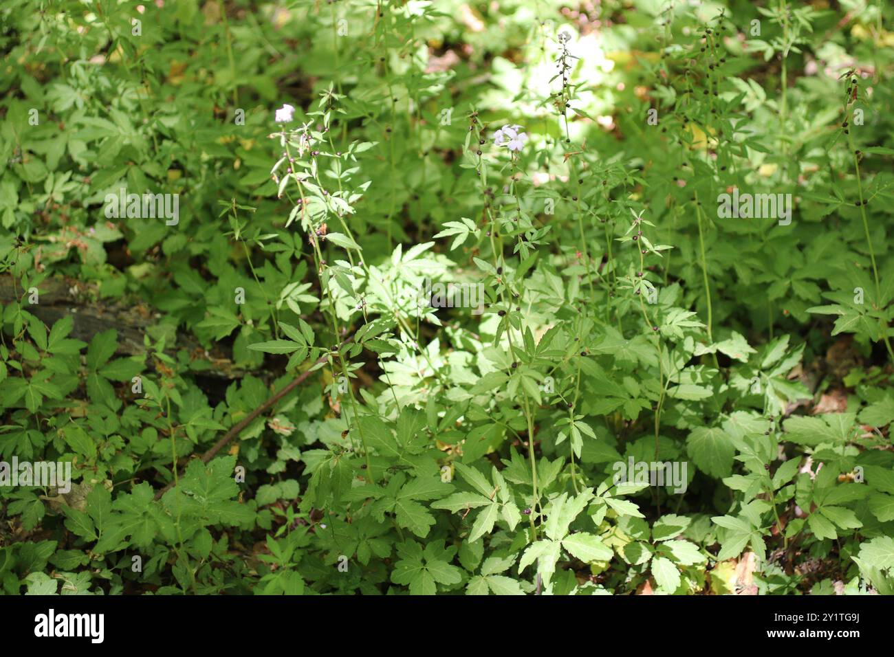 coralroot (Cardamine bulbifera) Plantae Stock Photo - Alamy