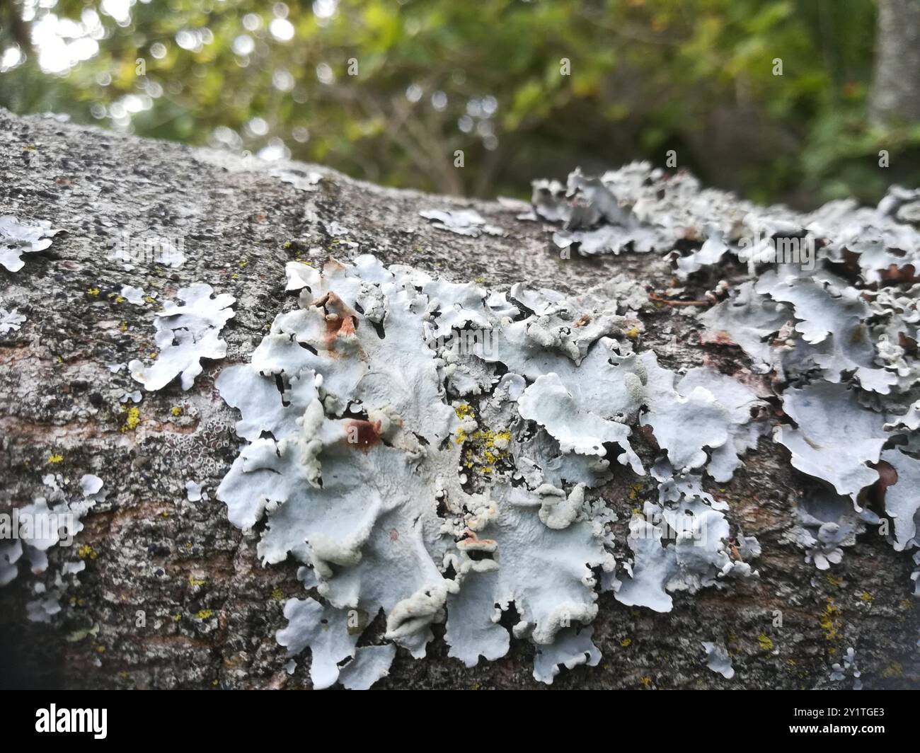 Ruffle Lichens (Parmotrema) Fungi Stock Photo - Alamy