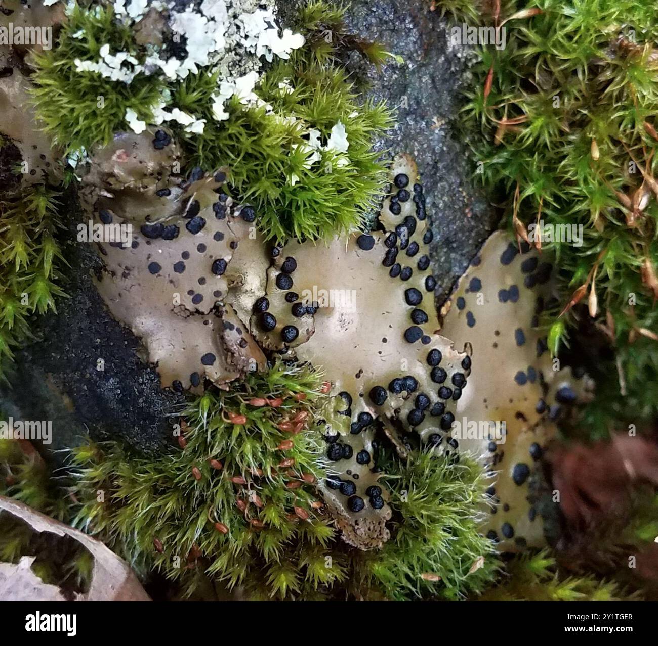 Emery Rocktripe Lichen (Umbilicaria phaea) Fungi Stock Photo - Alamy