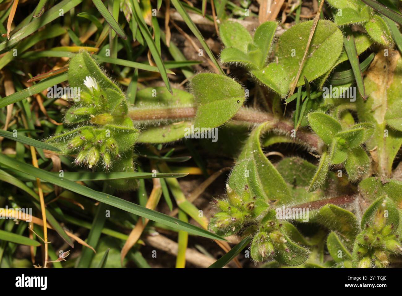Sticky mouse-ear chickweed (Cerastium glomeratum) Plantae Stock Photo ...