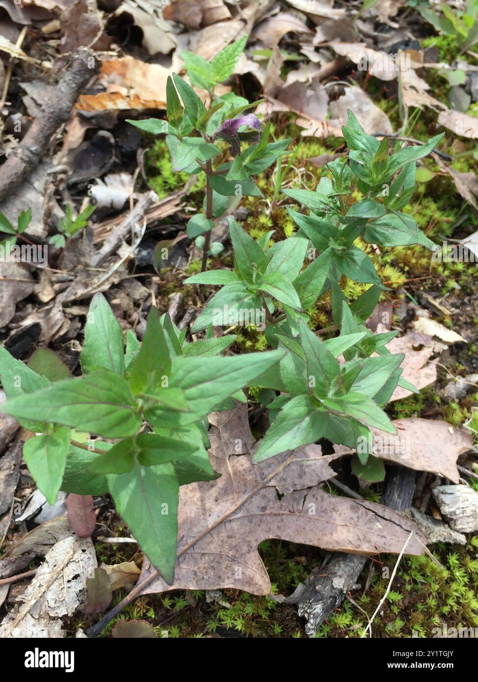 common dittany (Cunila origanoides) Plantae Stock Photo - Alamy