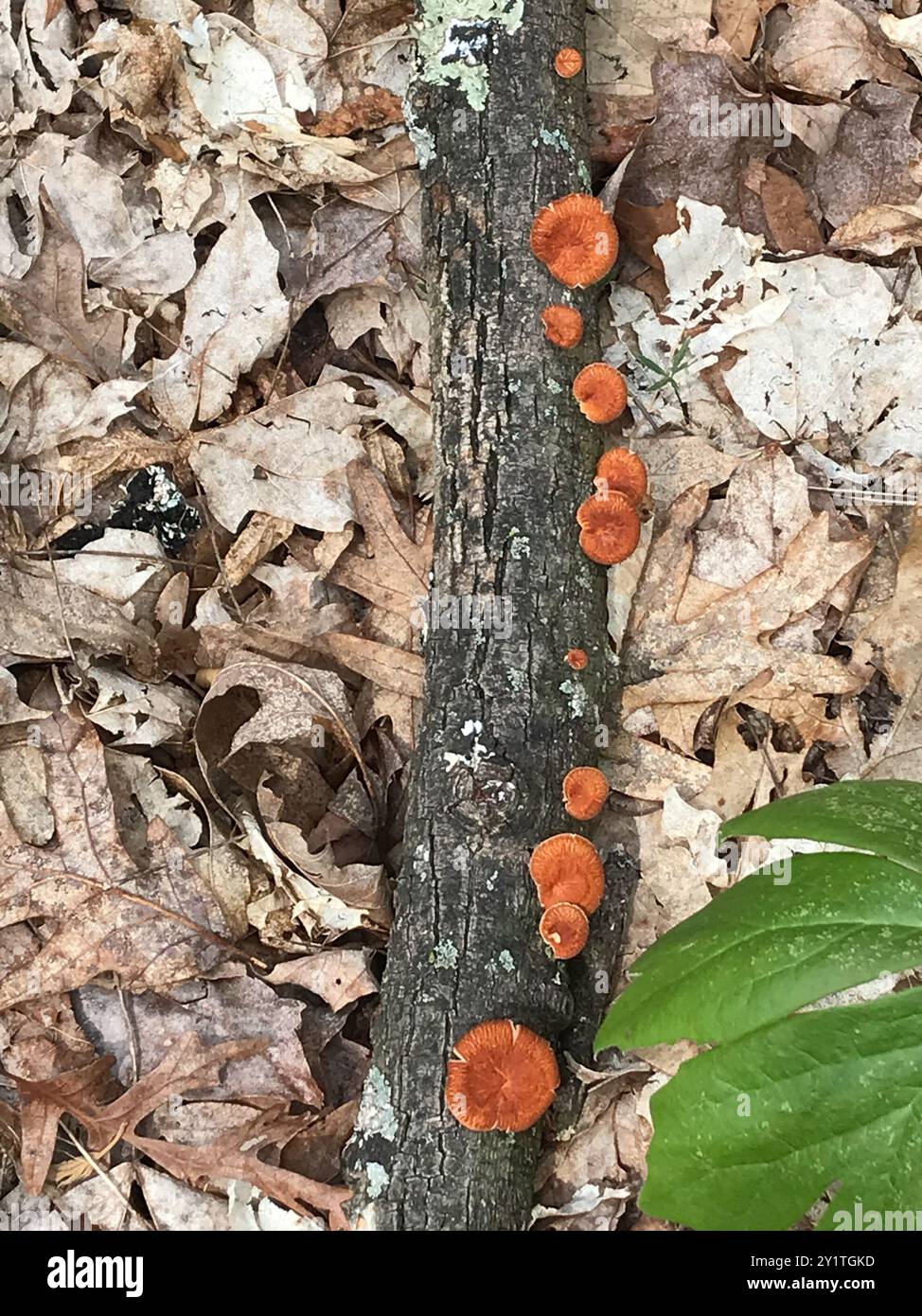 hexagonal-pored polypore (Neofavolus alveolaris) Fungi Stock Photo - Alamy
