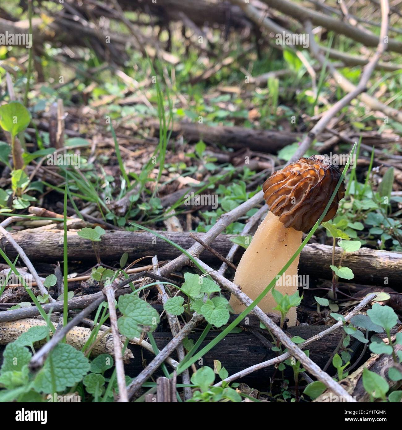 Half-free Morel (Morchella punctipes) Fungi Stock Photo - Alamy