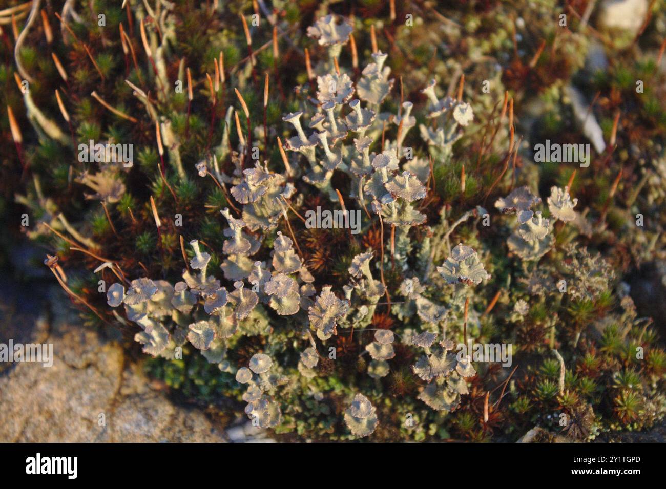 Ladder Lichen (Cladonia verticillata) Fungi Stock Photo - Alamy
