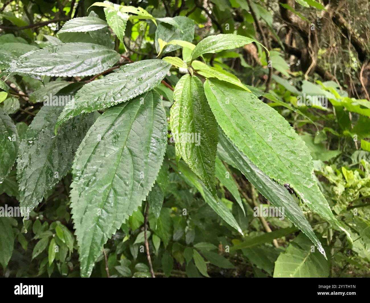 Longpedicel Woodnettle (Oreocnide pedunculata) Plantae Stock Photo - Alamy