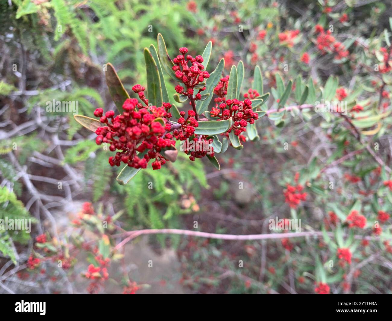 parry's tetracoccus (Tetracoccus dioicus) Plantae Stock Photo - Alamy