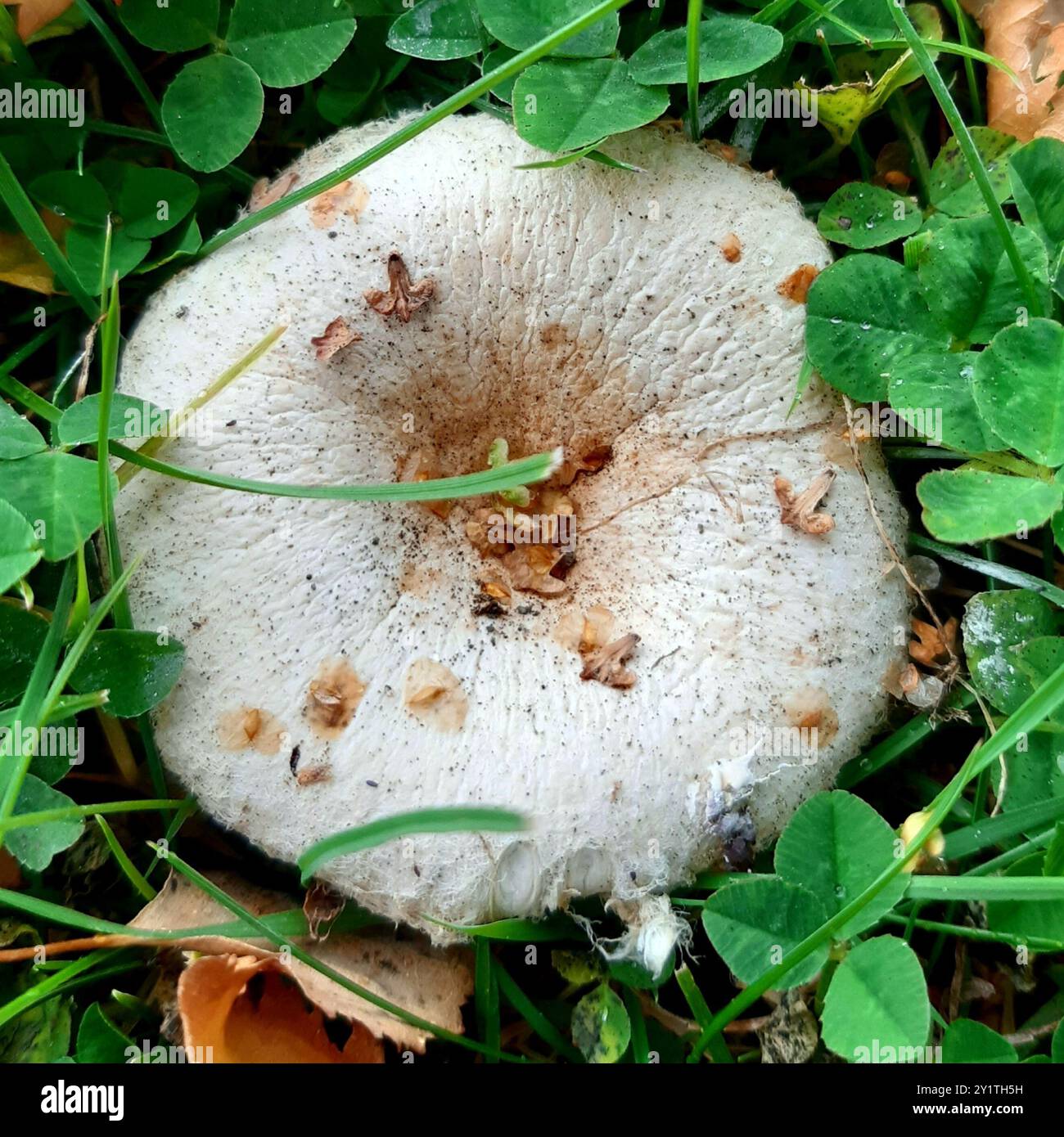 Downy milk cap (Lactarius pubescens) Fungi Stock Photo - Alamy