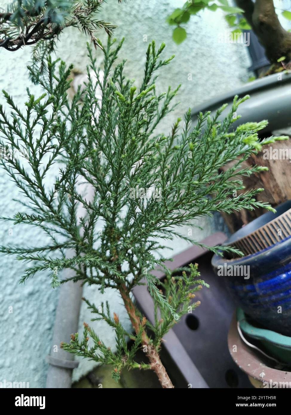 cypress family (Cupressaceae) Plantae Stock Photo - Alamy