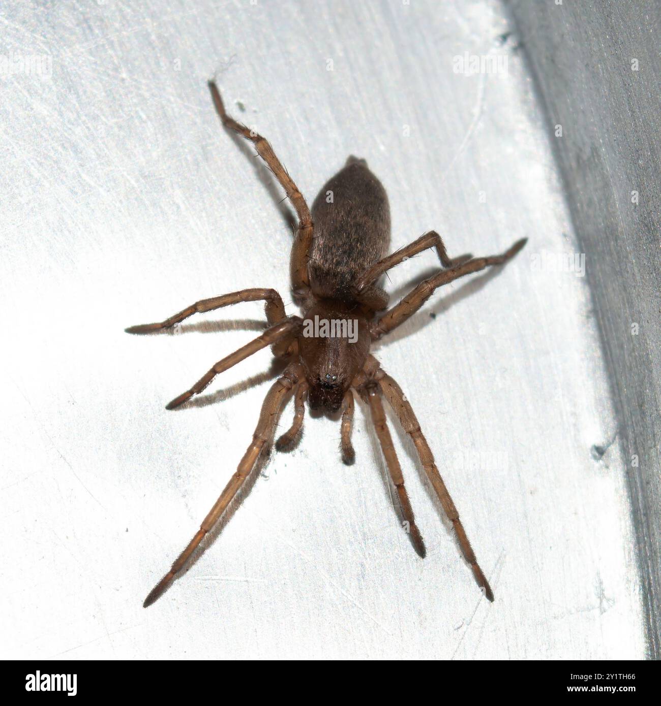 Stealthy Ground Spiders (Gnaphosidae) Arachnida Stock Photo - Alamy