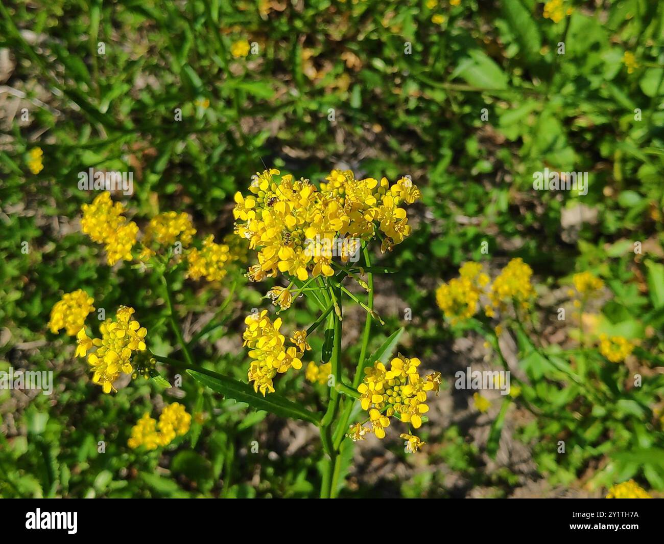 Amphibious Yellowcress (Rorippa amphibia) Plantae Stock Photo - Alamy