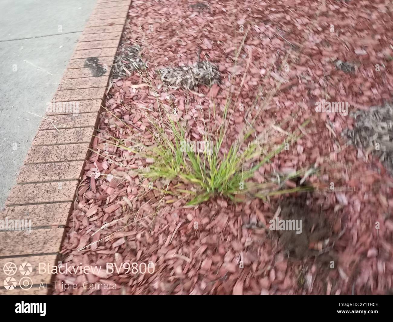 panic veldtgrass (Ehrharta erecta) Plantae Stock Photo - Alamy