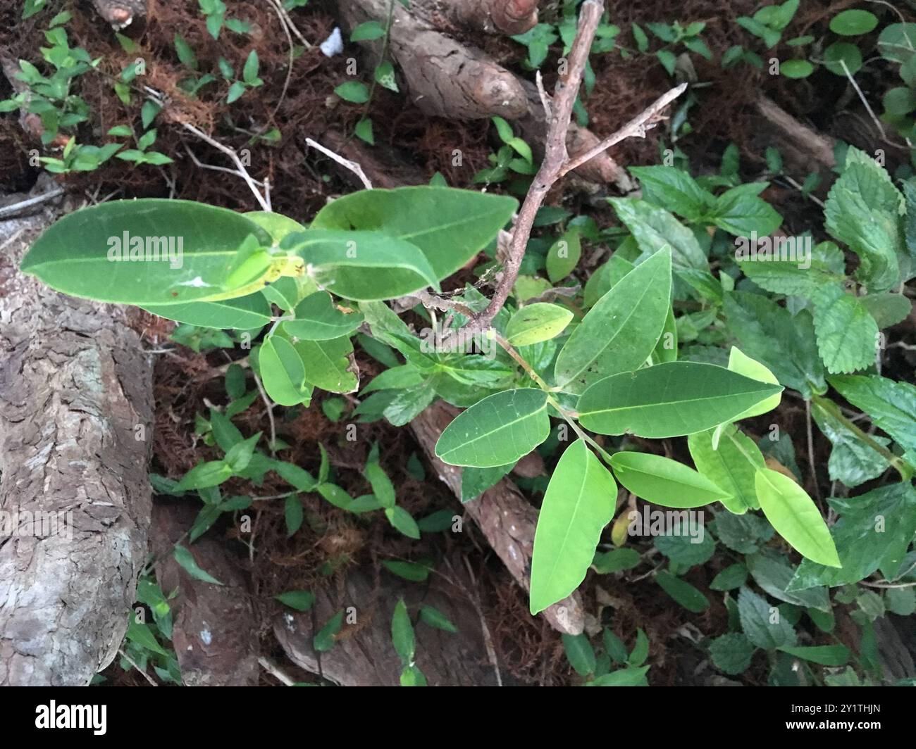 Pond Apple (Annona glabra) Plantae Stock Photo - Alamy