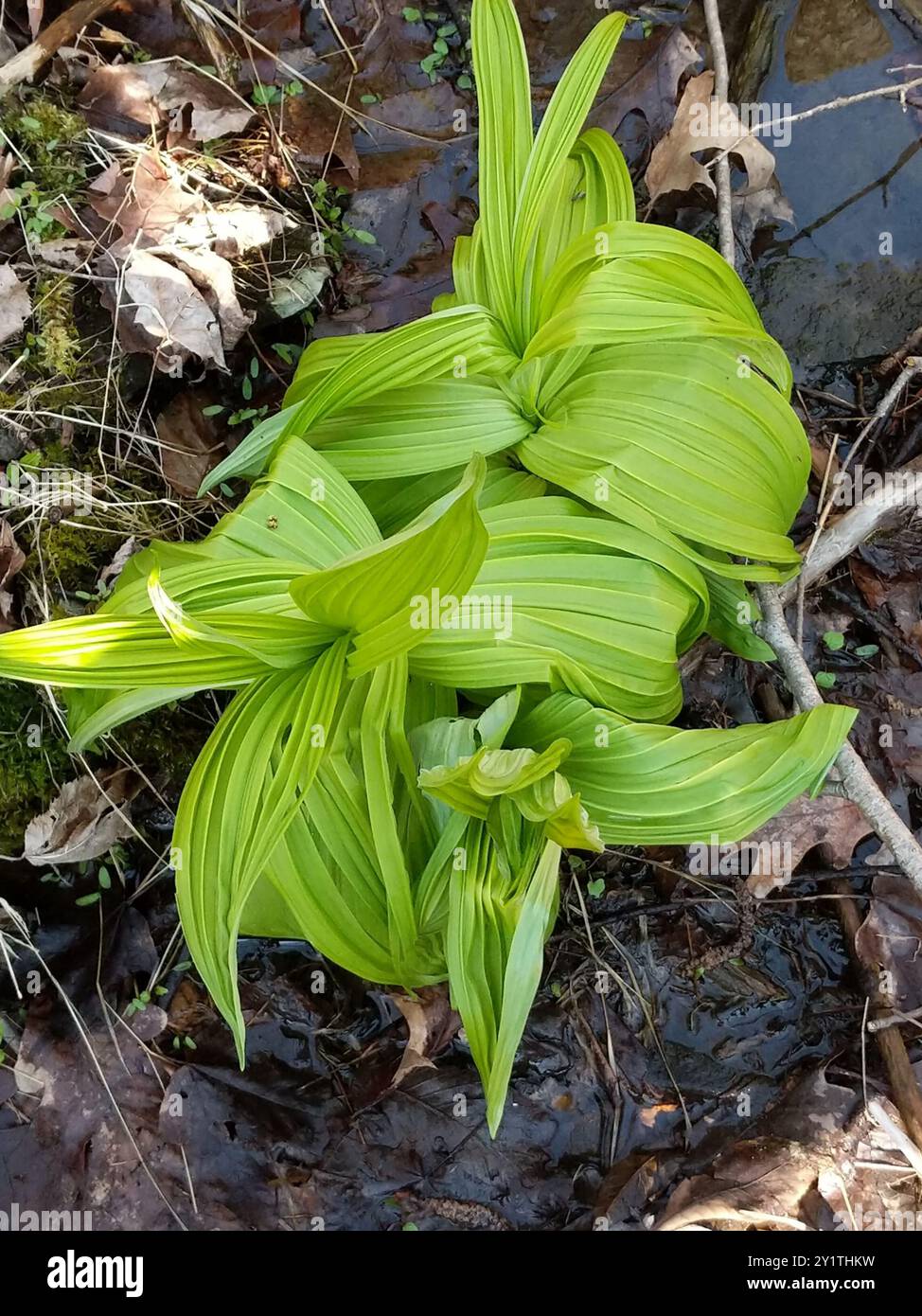 green false hellebore (Veratrum viride) Plantae Stock Photo - Alamy