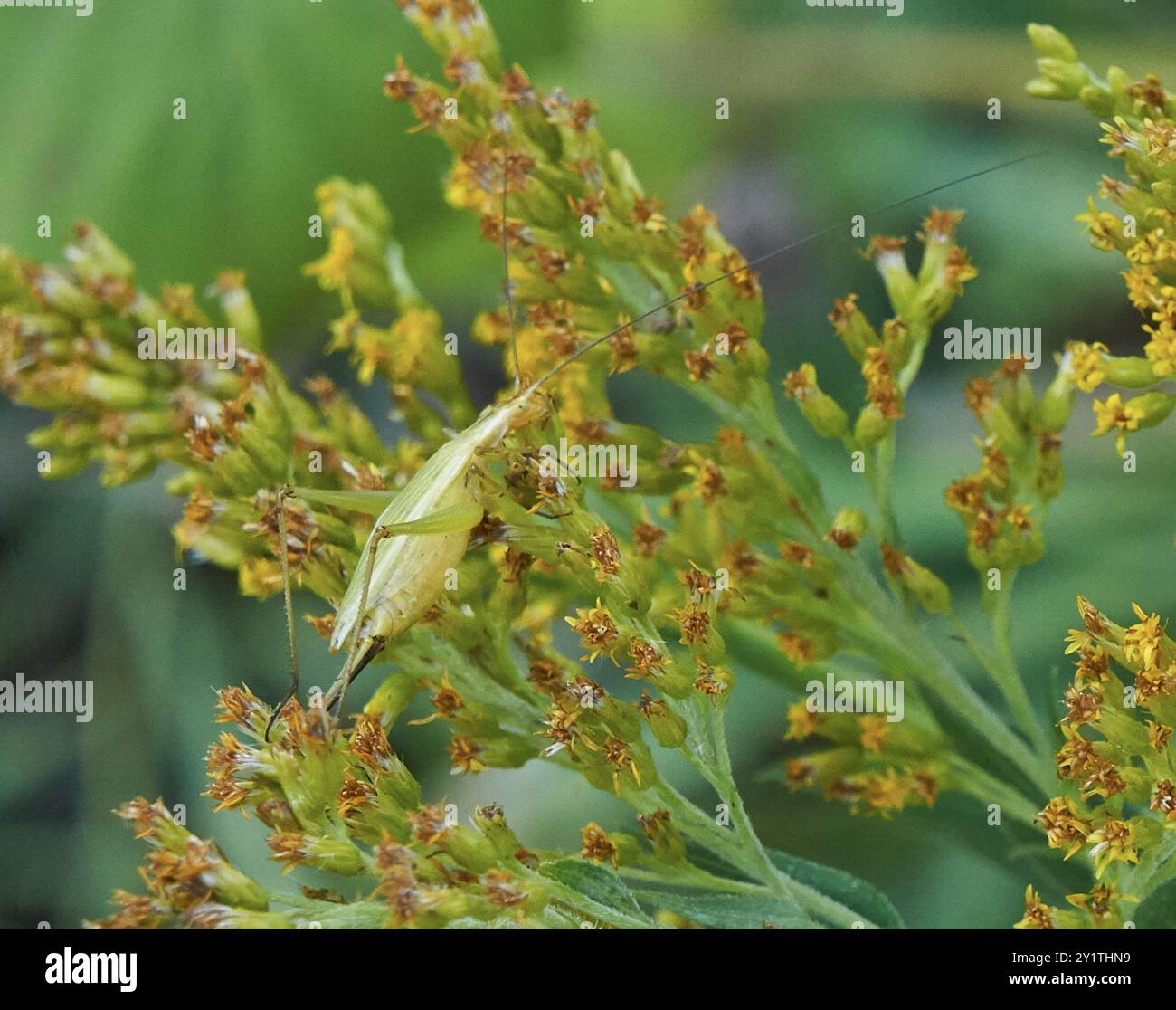 Black-horned Tree Cricket (Oecanthus nigricornis) Insecta Stock Photo ...