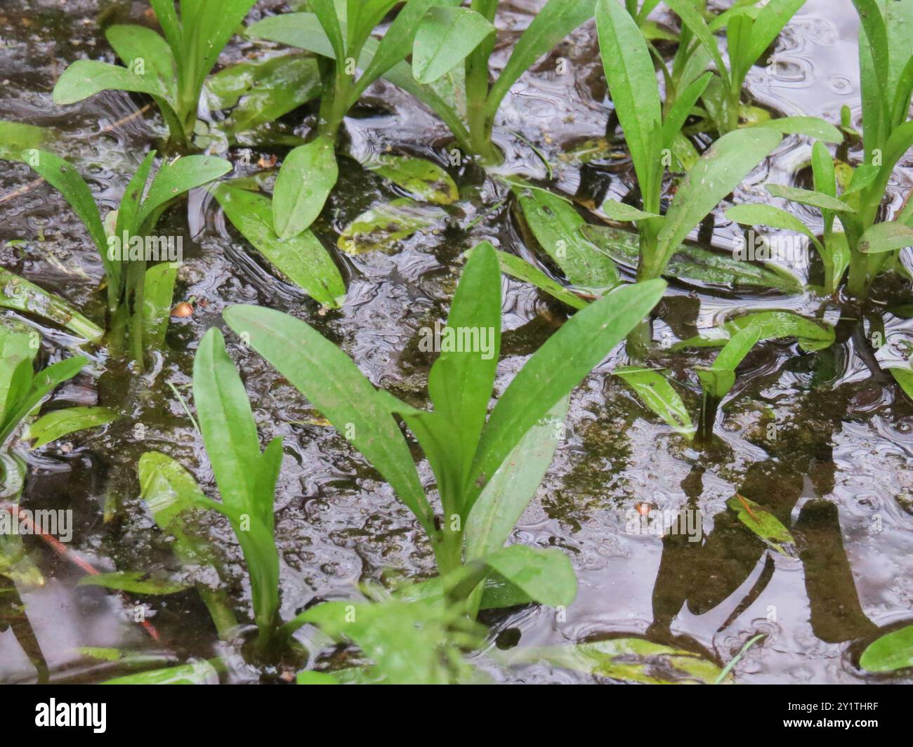 water forget-me-not (Myosotis scorpioides) Plantae Stock Photo - Alamy