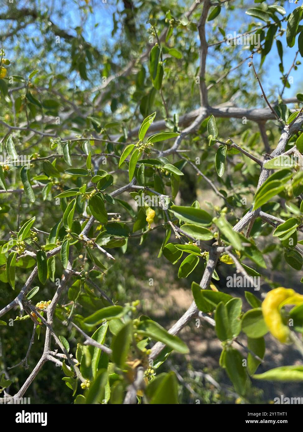 spiny hackberry (Celtis pallida) Plantae Stock Photo - Alamy