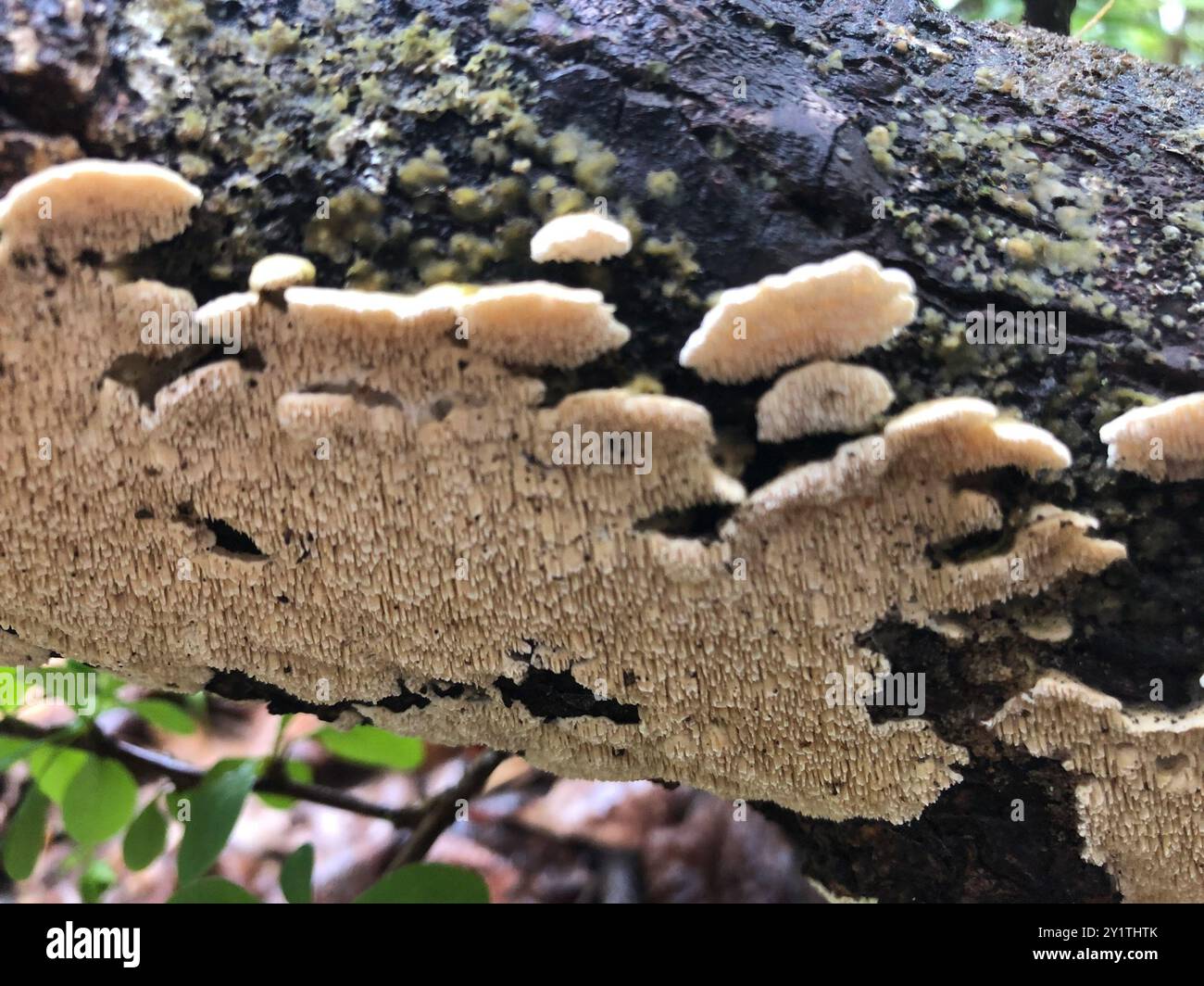 Milk-white Toothed Polypore (Irpex lacteus) Fungi Stock Photo - Alamy