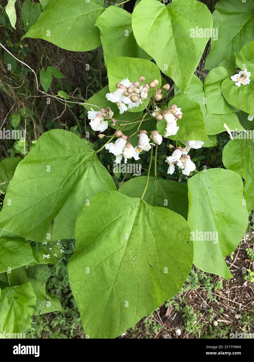 southern catalpa (Catalpa bignonioides) Plantae Stock Photo - Alamy