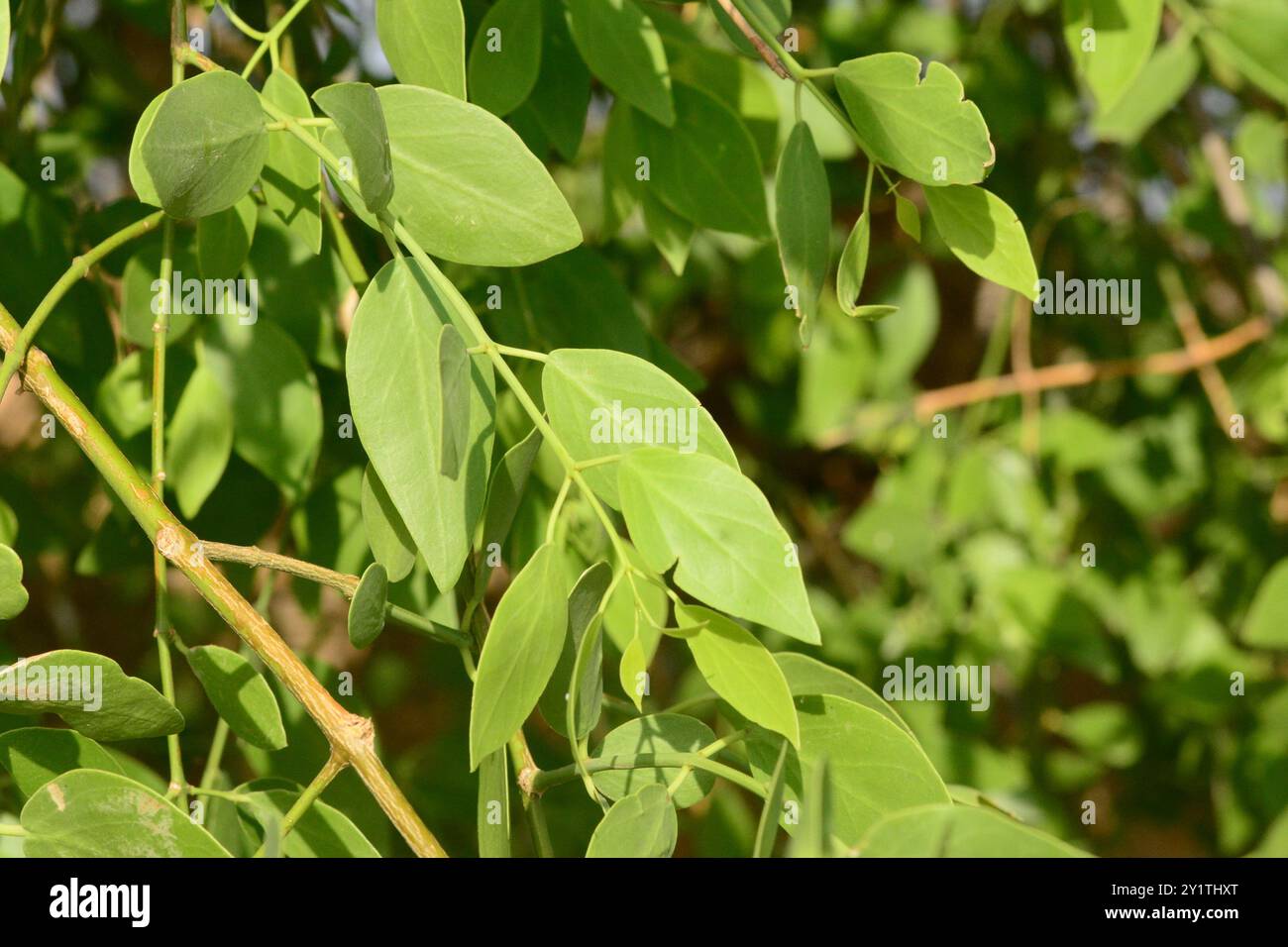 toothbrush tree (Salvadora persica) Plantae Stock Photo - Alamy