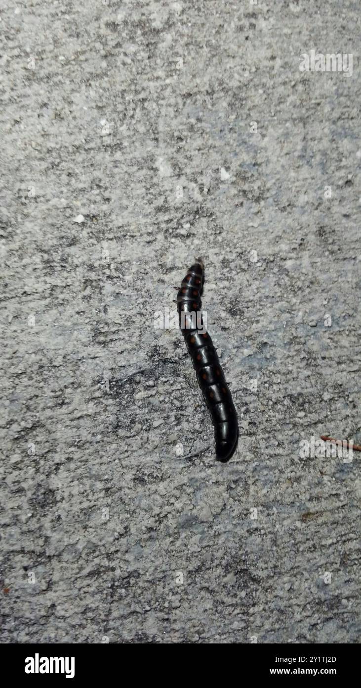 Glowworm Beetles (Phengodidae) Insecta Stock Photo - Alamy