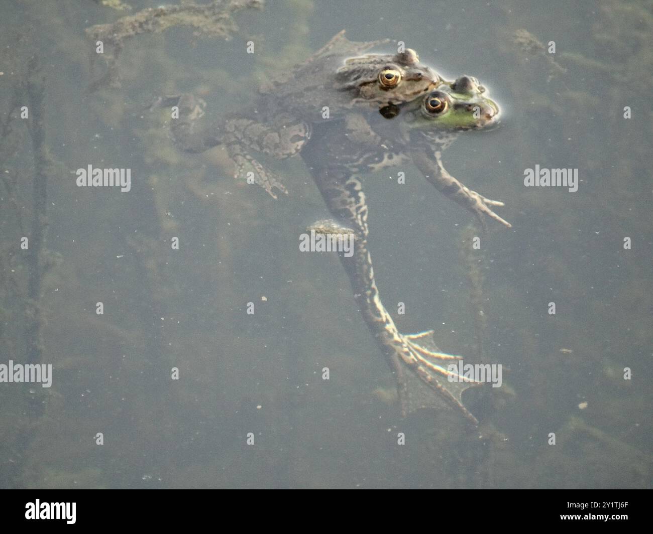 Marsh frog complex (Pelophylax ridibundus) Amphibia Stock Photo - Alamy