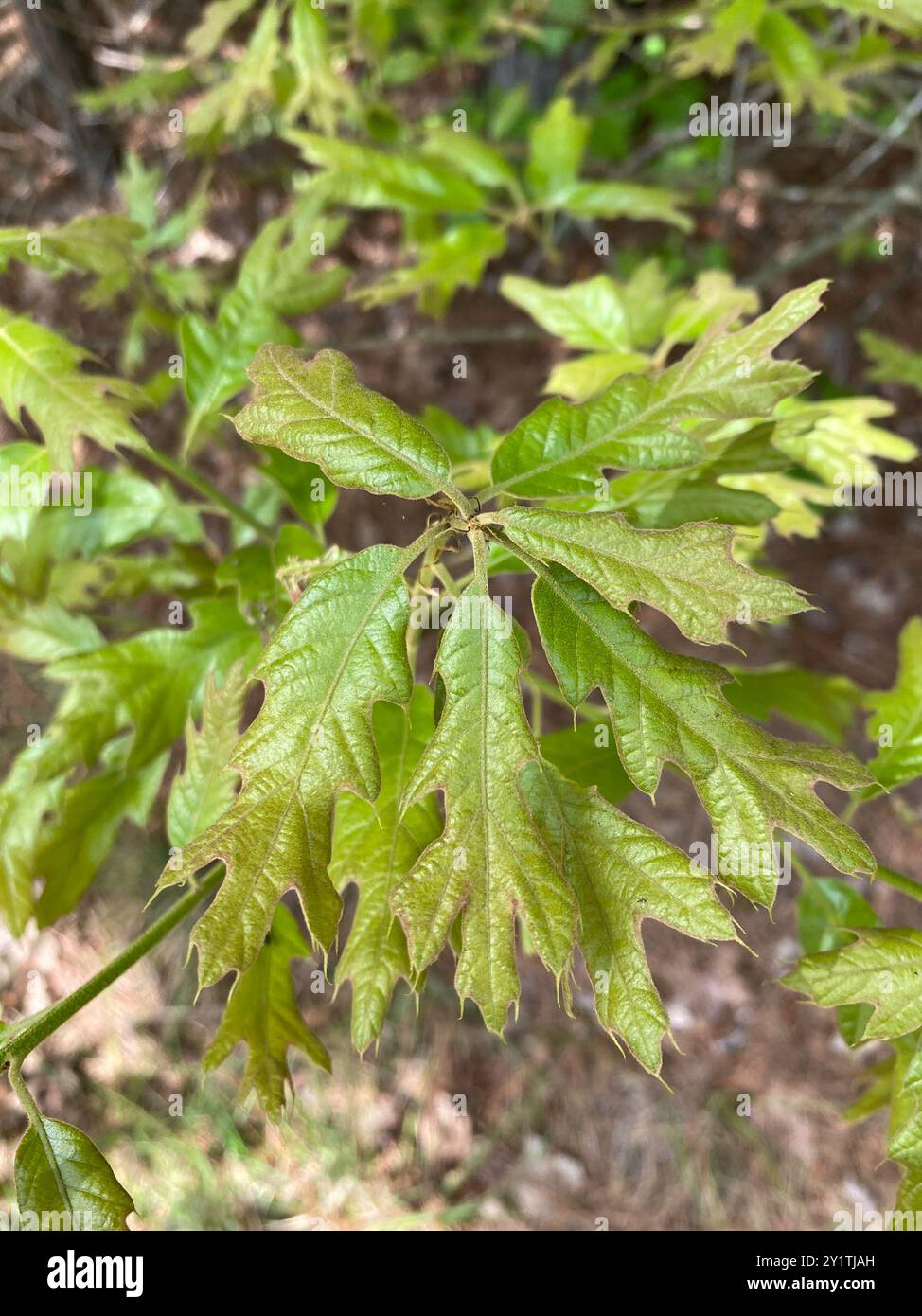 southern red oak (Quercus falcata) Plantae Stock Photo - Alamy