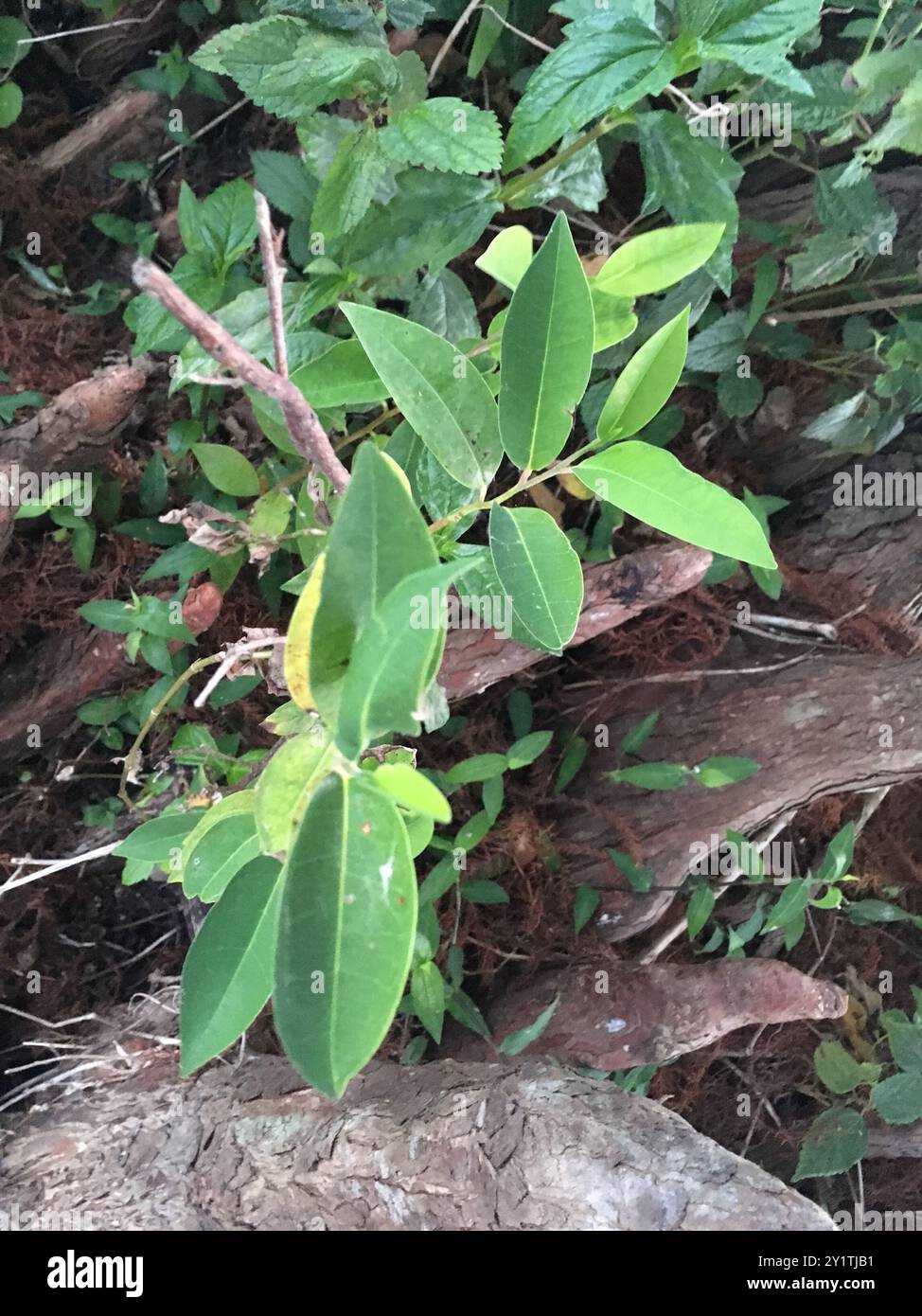 Pond Apple (Annona glabra) Plantae Stock Photo - Alamy