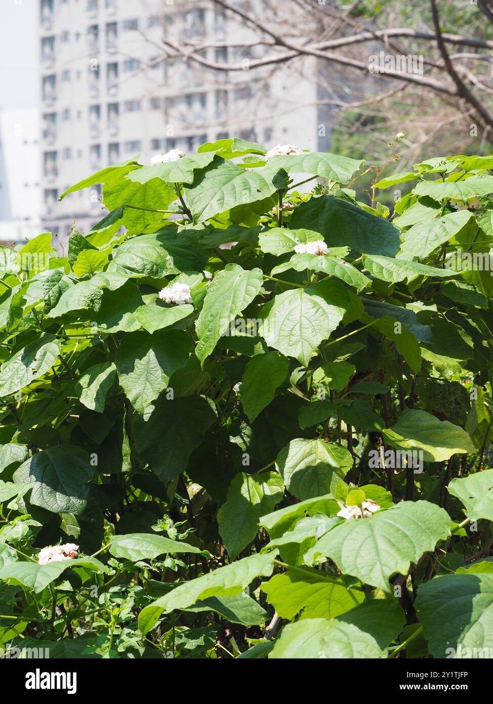 Chinese Glorybower (Clerodendrum chinense) Plantae Stock Photo - Alamy