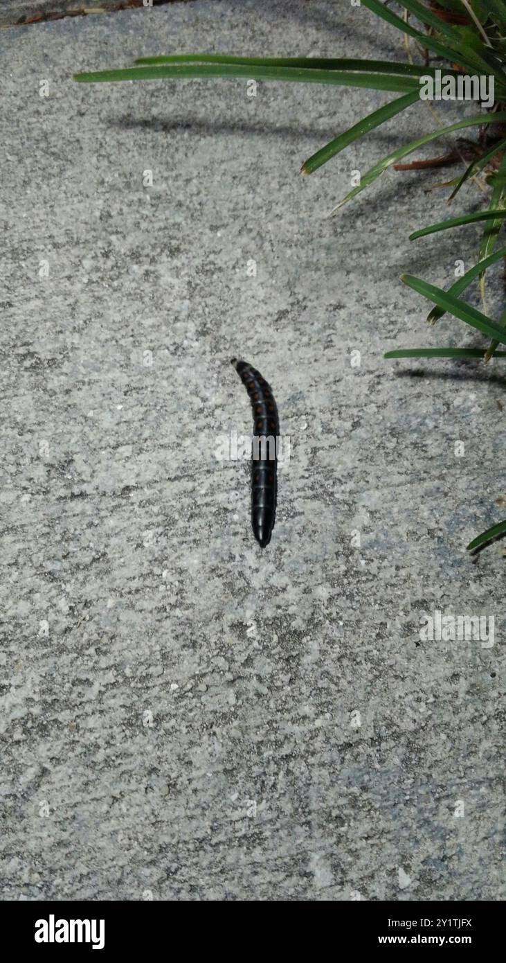 Phengodidae hi-res stock photography and images - Alamy