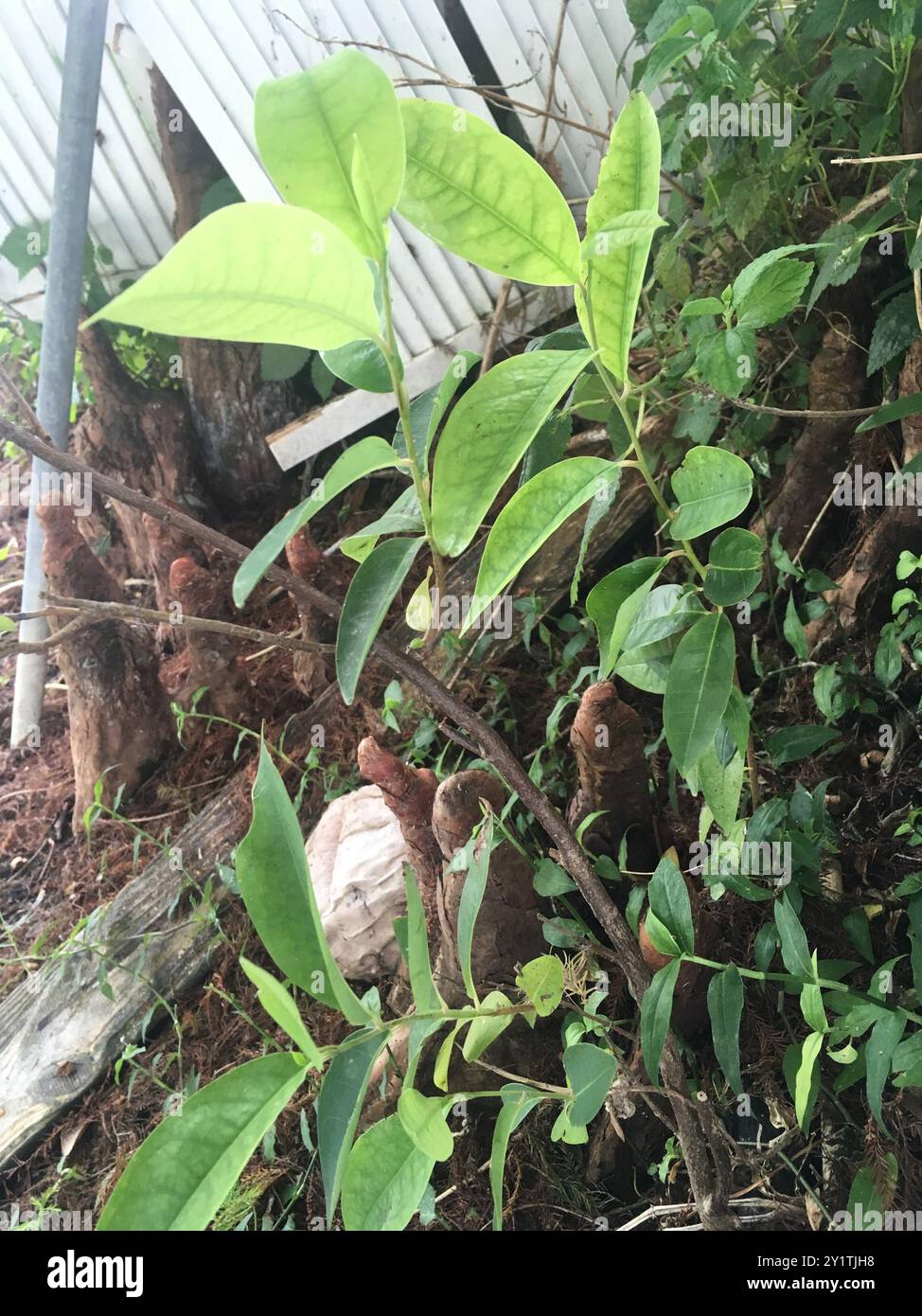 Pond Apple (Annona glabra) Plantae Stock Photo - Alamy