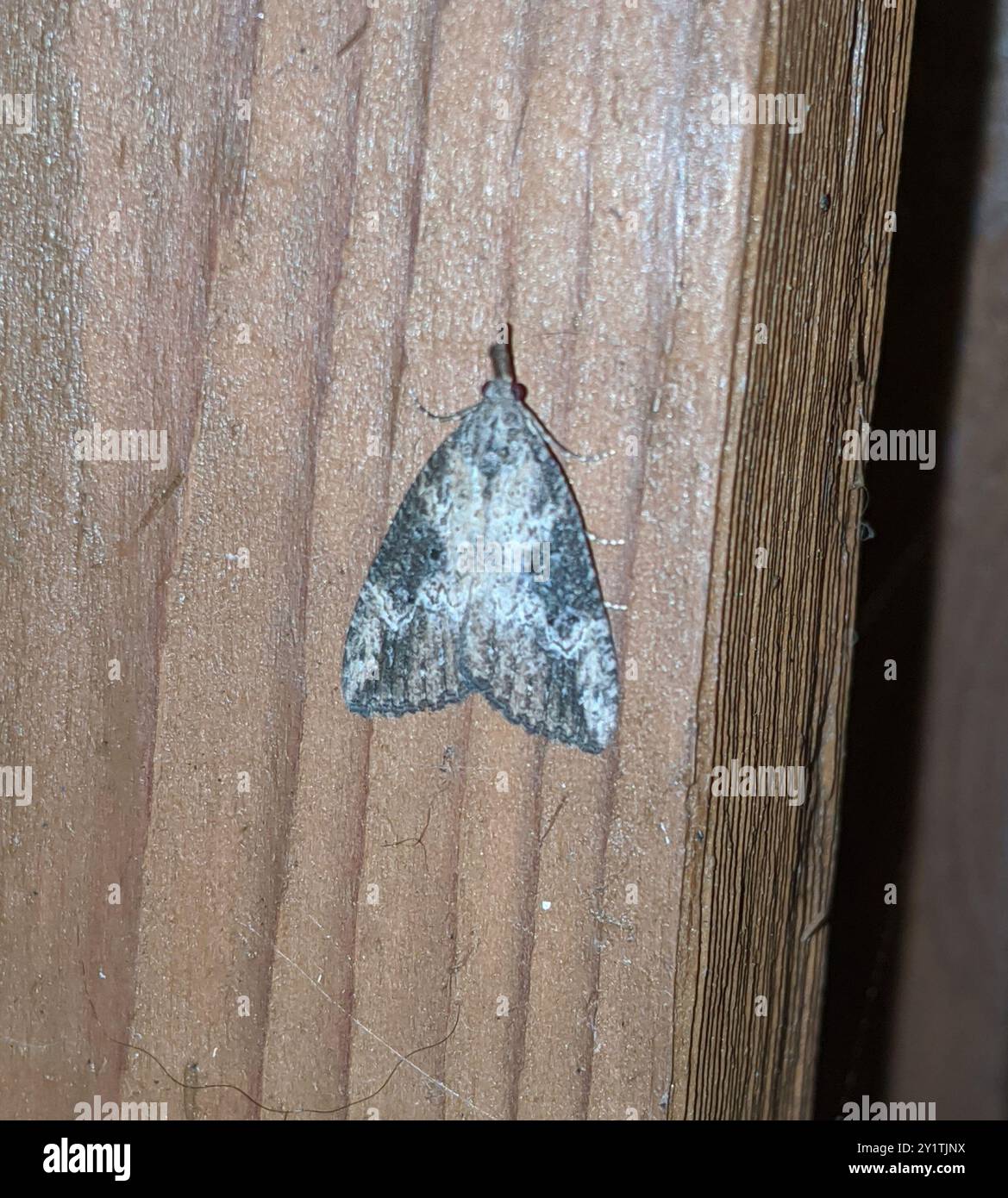 Hop Vine Snout (Hypena humuli) Insecta Stock Photo - Alamy