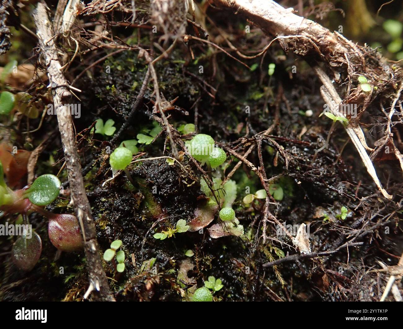 Thin Starwort (Mannia gracilis) Plantae Stock Photo - Alamy