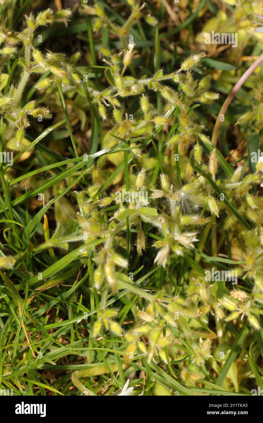 Sticky mouse-ear chickweed (Cerastium glomeratum) Plantae Stock Photo ...