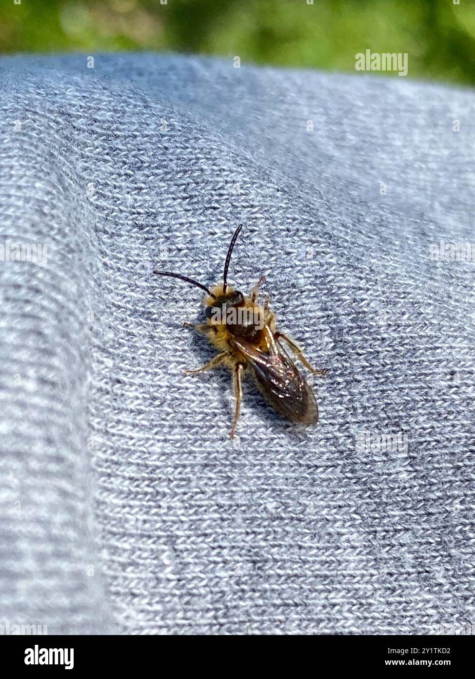 Mining Bees (Andrena) Insecta Stock Photo - Alamy