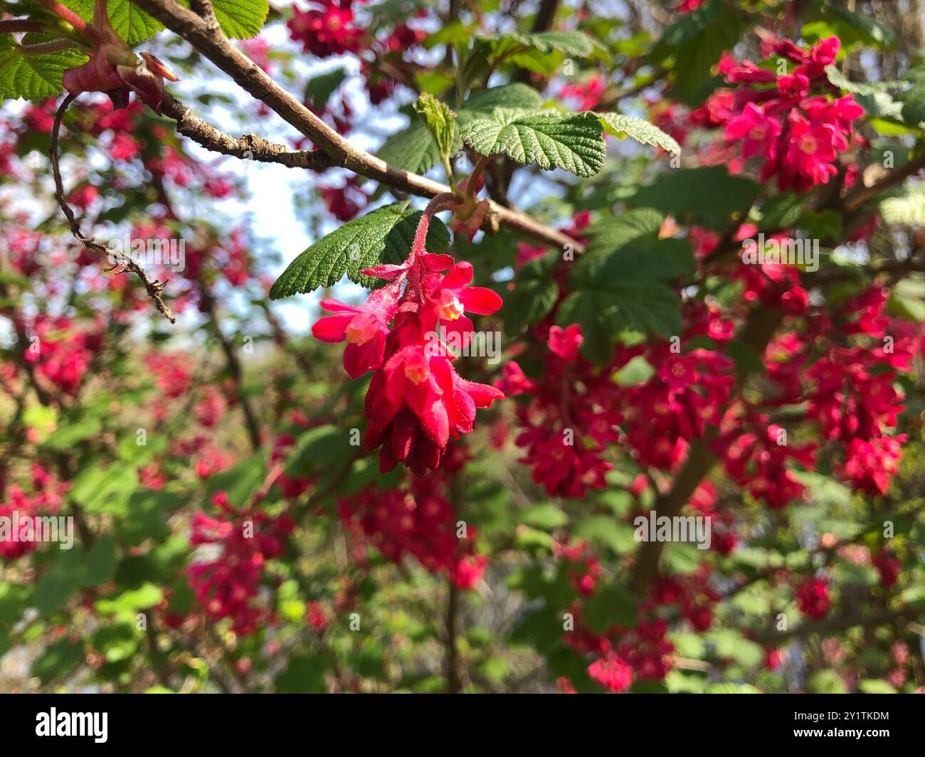 Red-flowering Currant (Ribes sanguineum) Plantae Stock Photo - Alamy