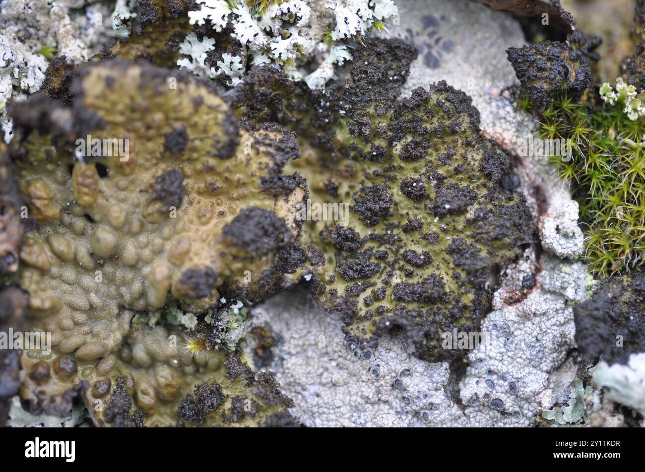 (Lasallia pustulata) Fungi Stock Photo - Alamy